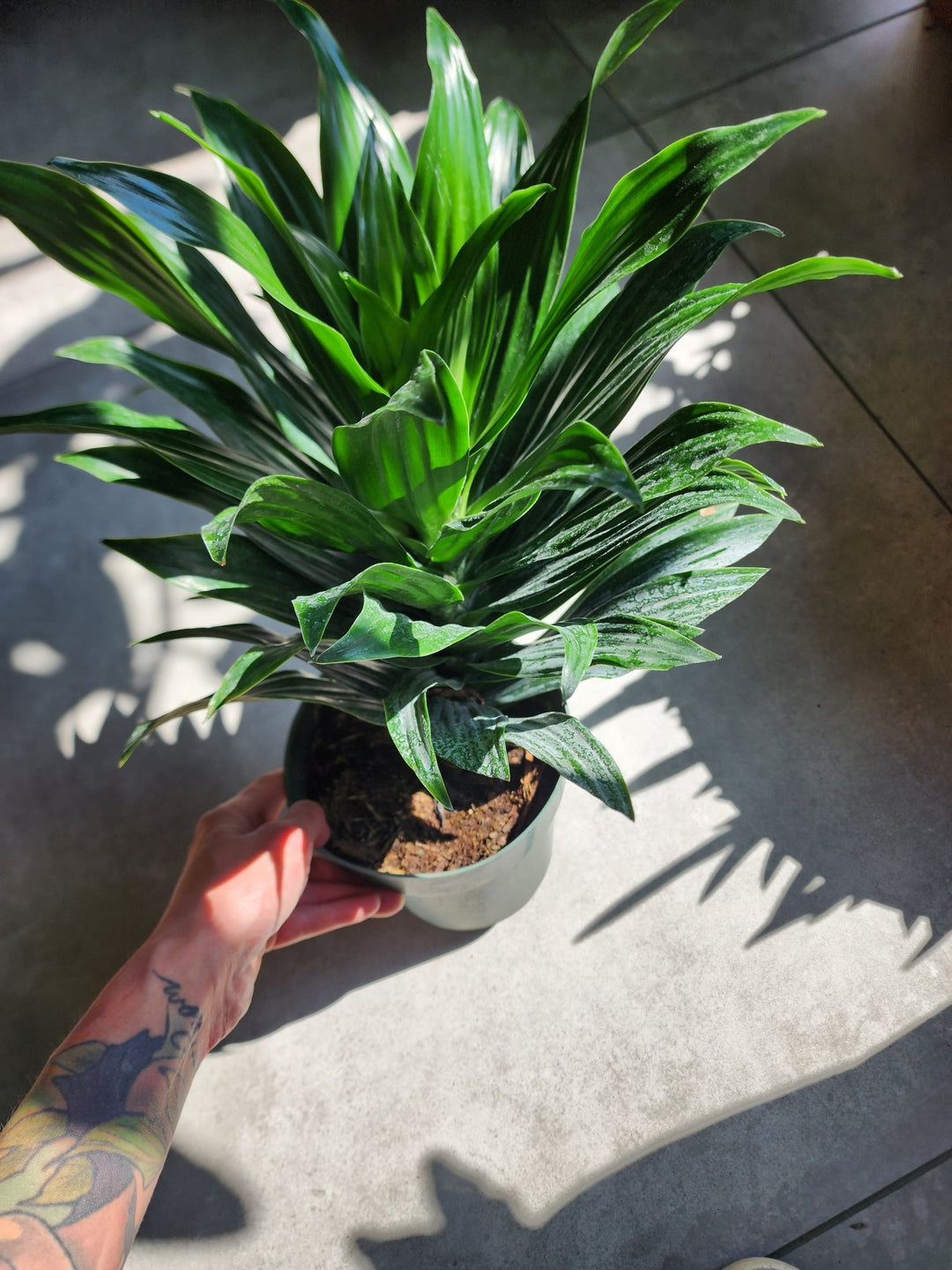 6" Dracaena reflexa 'Janet Craig Compacta' – Grow & Bloom Co.